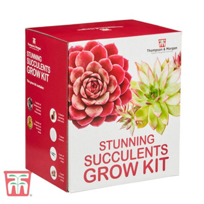 Seed Grow Kit Stunning Succulents 1 Pack