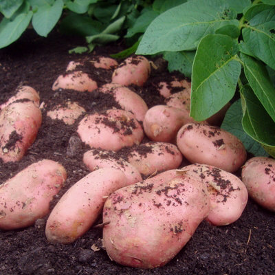 Seed Potatoes Organic Sarpo Mira 1.5kg Bag - Red Skinned Maincrop ...