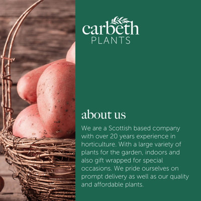 Seed Potatoes Organic Sarpo Mira 1.5kg Bag - Red Skinned Maincrop ...