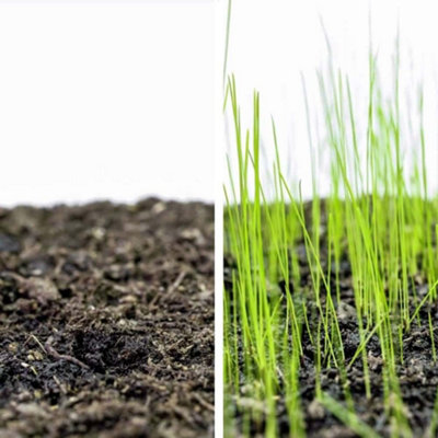 Seed & Turf Lawn Feed - Pre-Seed & Pre Turf Fertiliser 2.5kg (100m2)