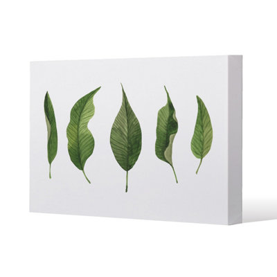 Selection Of Leaves (Canvas Print) / 46 x 46 x 4cm