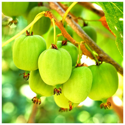 Self-Fertile Mini Kiwi Fruit 'Issai' In a 2L Pot , Chinese Gooseberry ...