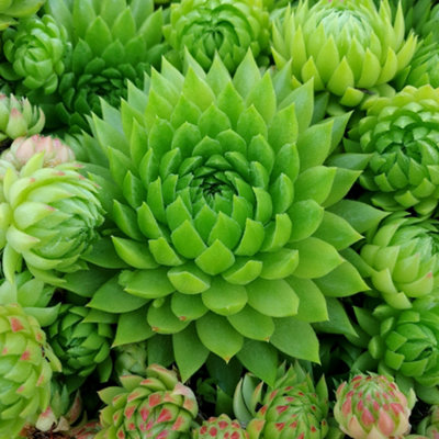 Sempervivum Key Lime Kiss Garden Plant - Bright Green Foliage, Compact ...