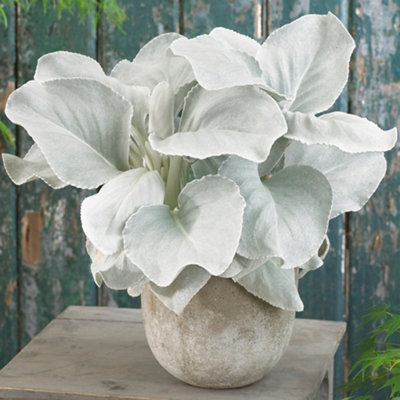 Senecio Angel Wings Garden Plant - Garden Ready Plant in 9cm Pot, Hardy ...