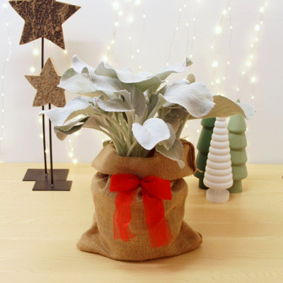Senecio Angel Wings Plant in 3L Pot with Hessian Gift Wrap - Evergreen ...