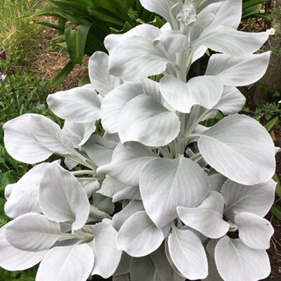 Senecio Angel Wings - Soft and Silvery Foliage Plant for Elegant UK ...
