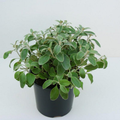 Senecio Greyi Evergreen Shrub Silvery-Grey Foliage Yellow Daisy Flowers ...