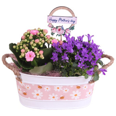 Senecio Purple Flush, 12cm Pot Size, 15cm Tall, Blue Chalk Fingers ...