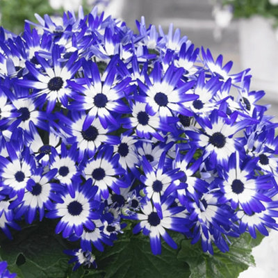 Buy Senetti Blue Bicolour - Vibrant Early Spring Blooms (2L, 25-35cm ...