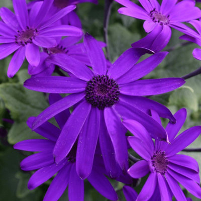 Senetti Deep Blue - Lush Spring Blooms for Cool Season Color (2L, 25-35cm)