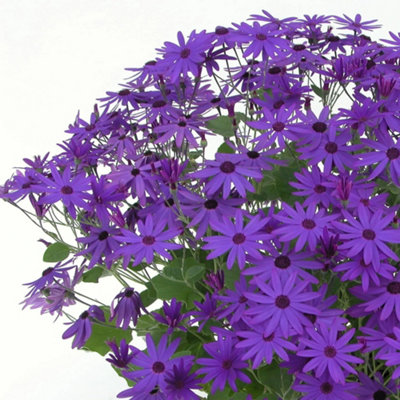 Senetti Deep Blue - Lush Spring Blooms for Cool Season Color (2L, 25-35cm)