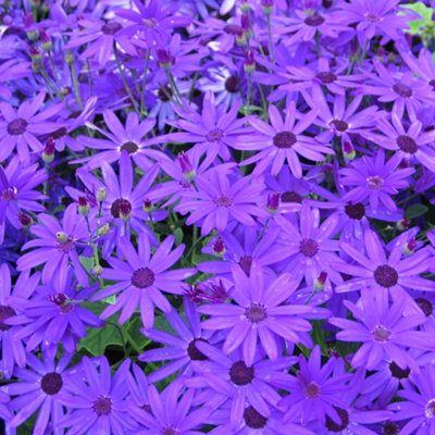 Senetti Deep Blue - Lush Spring Blooms for Cool Season Color (2L, 25-35cm)