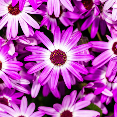 Buy Senetti Magenta Bicolour - Striking Spring Color Contrast (2L, 25 ...