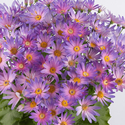 Senetti Magic Salmon - Captivating Spring to Fall Blooms (2L, 25-35cm)