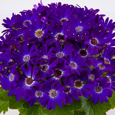 Senetti Violet, Spring Flowering Outdoor Garden Plant for Pots (25-35cm ...