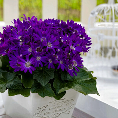 Senetti Violet, Spring Flowering Outdoor Garden Plant for Pots (25-35cm ...