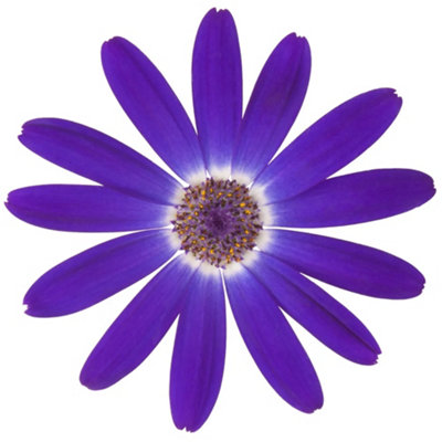 Senetti Violet, Spring Flowering Outdoor Garden Plant for Pots (25-35cm ...
