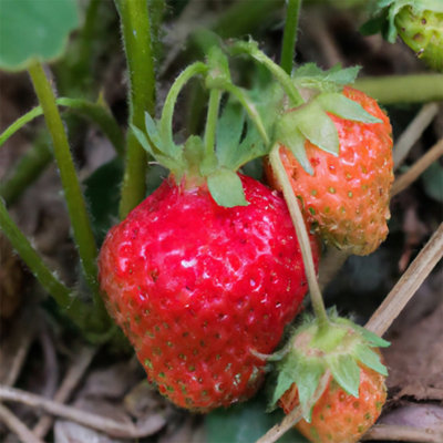 Senga Sengana Strawberry (Fragria) Plant - 1Ltr Potted