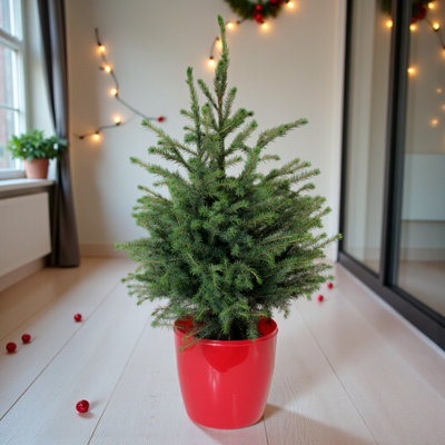 Serbian Spruce Potted Christmas Tree - 2.5ft - 3.5ft Living Premium ...