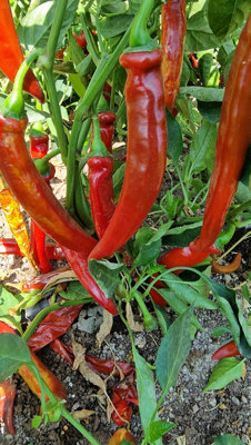 Serrano Chilli Seeds - 10 Fresh Seeds