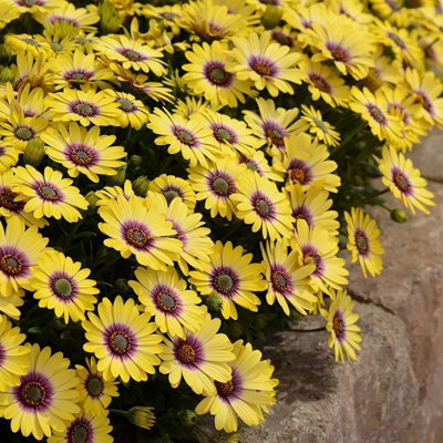 Set of 3 Akila Blue Eyed Beauty African Daisy Balostlueye Osteospermum ...
