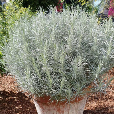 Set of 3 Curry Plant Herb Plant Helichrysum Italicum 9cm Pot