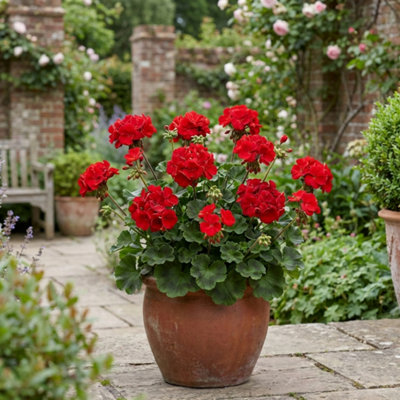Set of 3 Large Plants Geranium Calliope Landscape Fire Ready To Plant ...