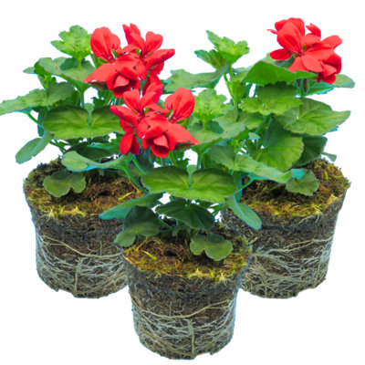Set of 3 Large Plants Geranium Calliope Landscape Fire Ready To Plant ...
