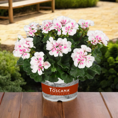 Set of 3 or 6 Large Plants Pelargonium Toscana Dolce Vita Stella Ready ...