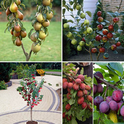 Set of 4 Duo Fruit Trees, Apple, Pear, Cherry & Plum Trees Ready to ...