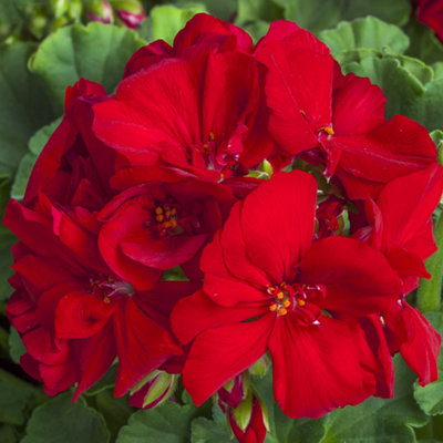 Set of 6 Large Plants-Geranium Calliope Dark Red, Ready To Plant In ...