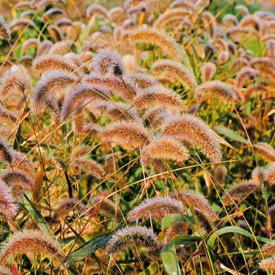 Setaria Viridis Caramel Ornamental Grass Seeds - Fluffy Green to Buff ...