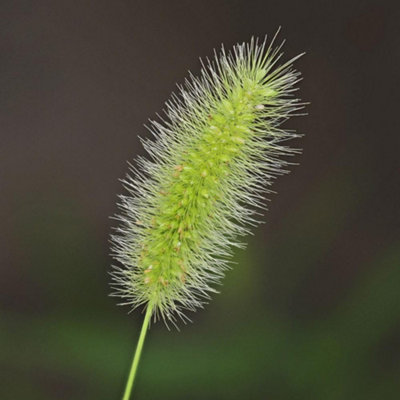 Setaria Viridis Caramel Ornamental Grass Seeds - Fluffy Green to Buff-Pink Flowerheads - 1 ...