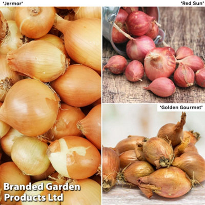 Shallot (Autumn Planting) Triple Pack