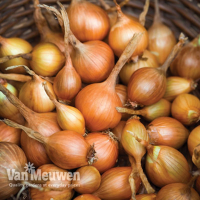 Shallot (Spring) Golden Gourmet 400g