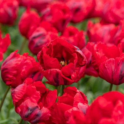 Shining Parrot Tulip Bulbs - Velvety Red & Smoky Purple Feathers ...