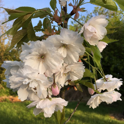 Shogetsu Flowering Cherry Blossom Tree Ornamental Prunus 12L Pot 1.5m ...