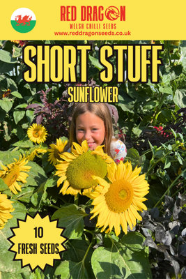 SHORT STUFF SUNFLOWER SEEDS - 10 FRESH SEEDS