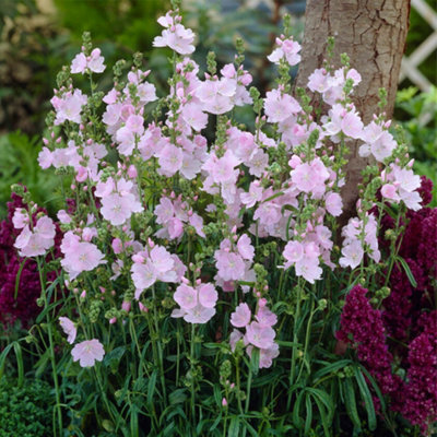 Sidalcea Little Princess in a 9cm Pot (Pack of 2) | DIY at B&Q