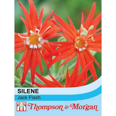 Silene Jack Flash 1 Seed Packet