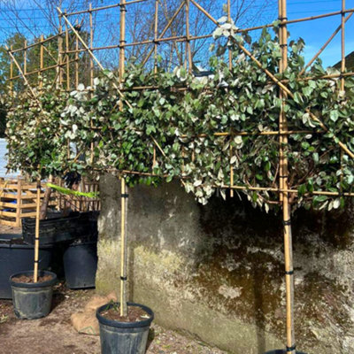 Silverberry Oleaster Pleached Tree with Staking Kit - 100cm Stem and ...