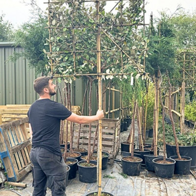 Silverberry Oleaster Pleached Tree with Staking Kit - 150cm Stem and ...