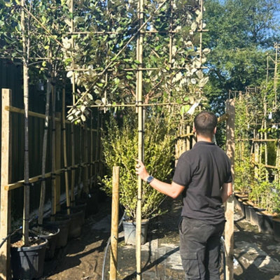Silverberry Oleaster Pleached Tree with Staking Kit - 150cm Stem and ...