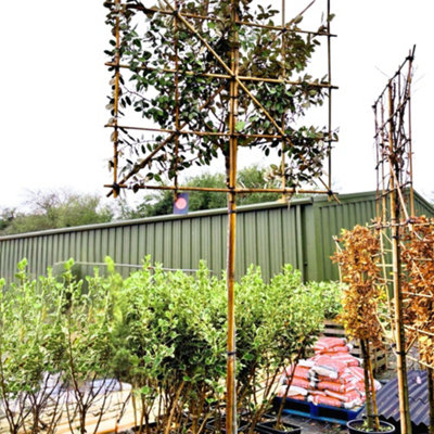 Silverberry Oleaster Pleached Tree with Staking Kit - 180cm Stem and ...