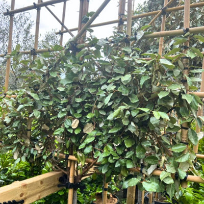 Silverberry Oleaster Pleached Tree with Staking Kit - 80cm Stem and ...