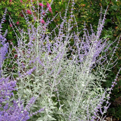 Silvery Blue Russian Sage Outdoor Shrub Plant Perovskia 2L Pot