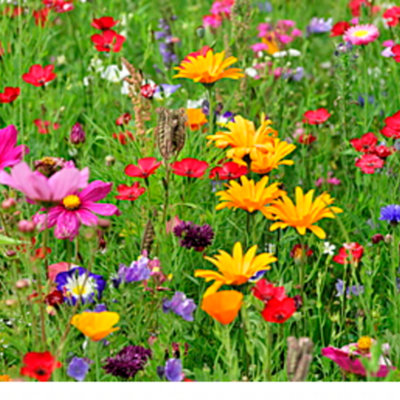 Simply Scatter Wild Flower Seeds Meadow Butterfly & Bee Mix farm garden ...