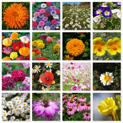 Simply Scatter Wild Flower Seeds Meadow Butterfly & Bee Mix farm garden ...