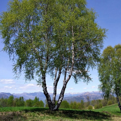 Single Stem Silver Birch Tree Outdoor Ornamental Tree Betula Pendula 3L ...
