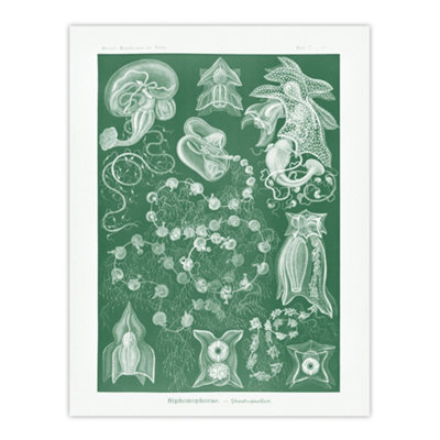 Siphonophorae Vintage Marine Haeckel Botanical Wall Art Poster Print 12X16"